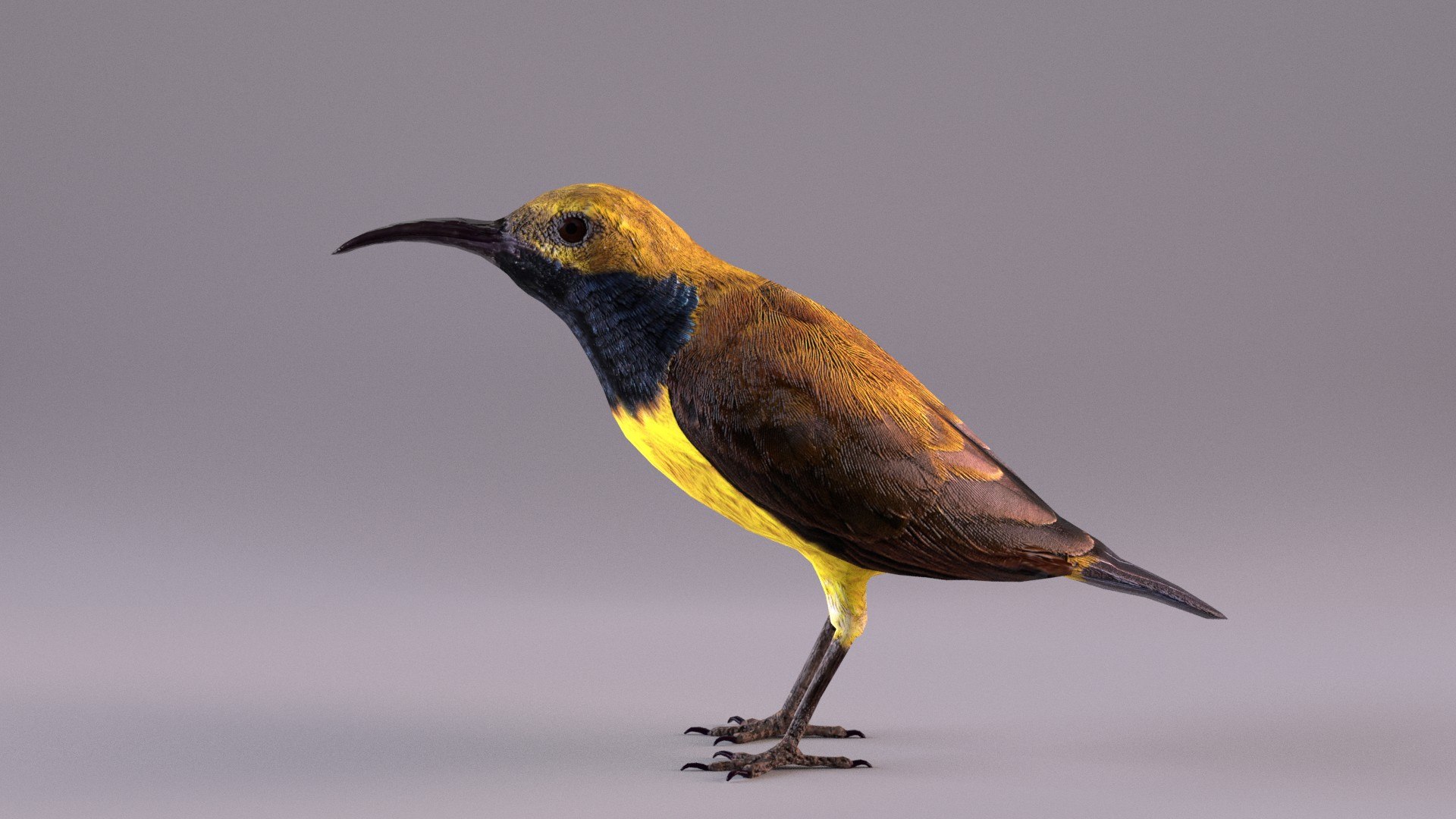 3D Sunbird Bird Olive Model - TurboSquid 1638283