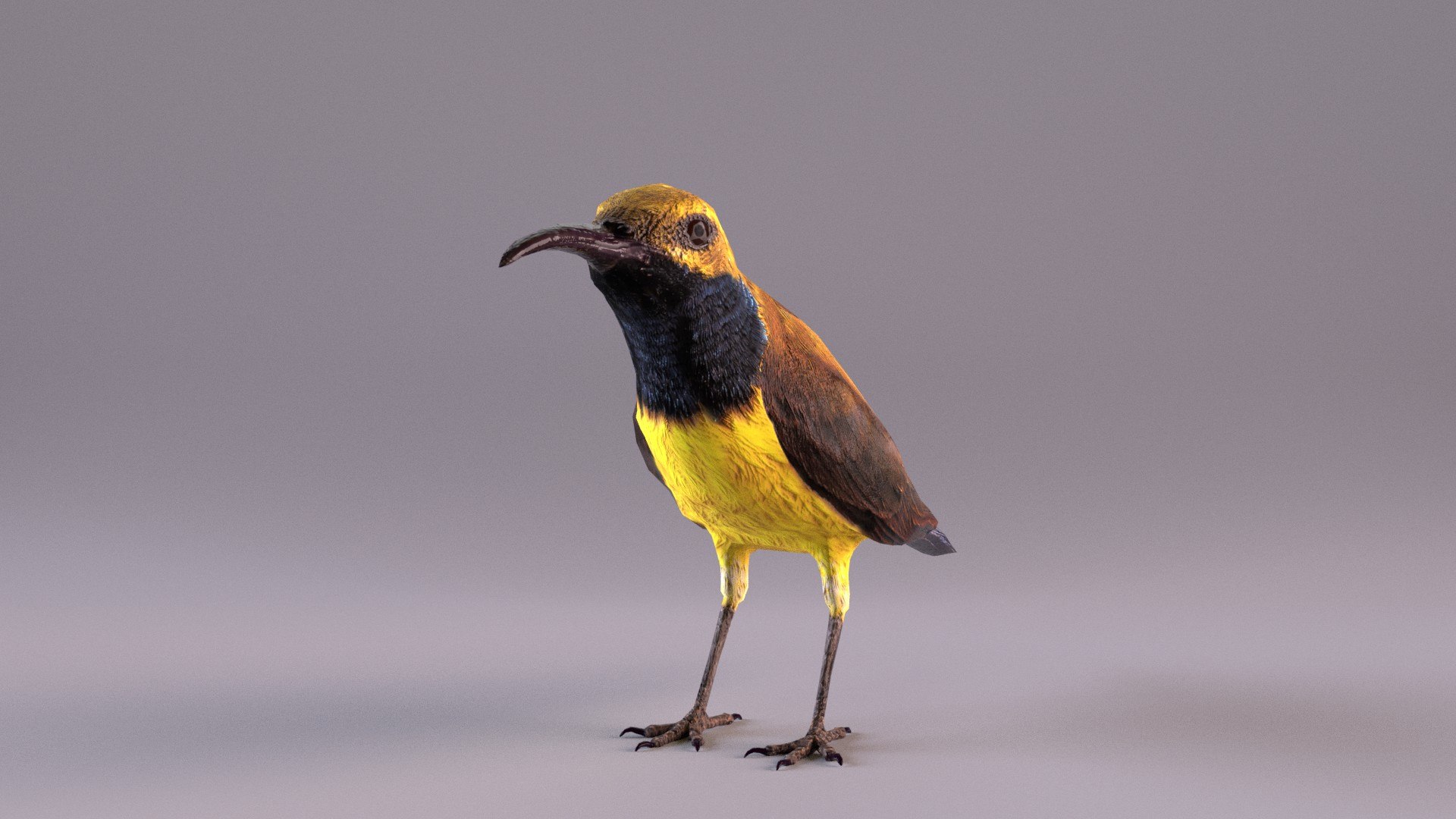 3D Sunbird Bird Olive Model - TurboSquid 1638283