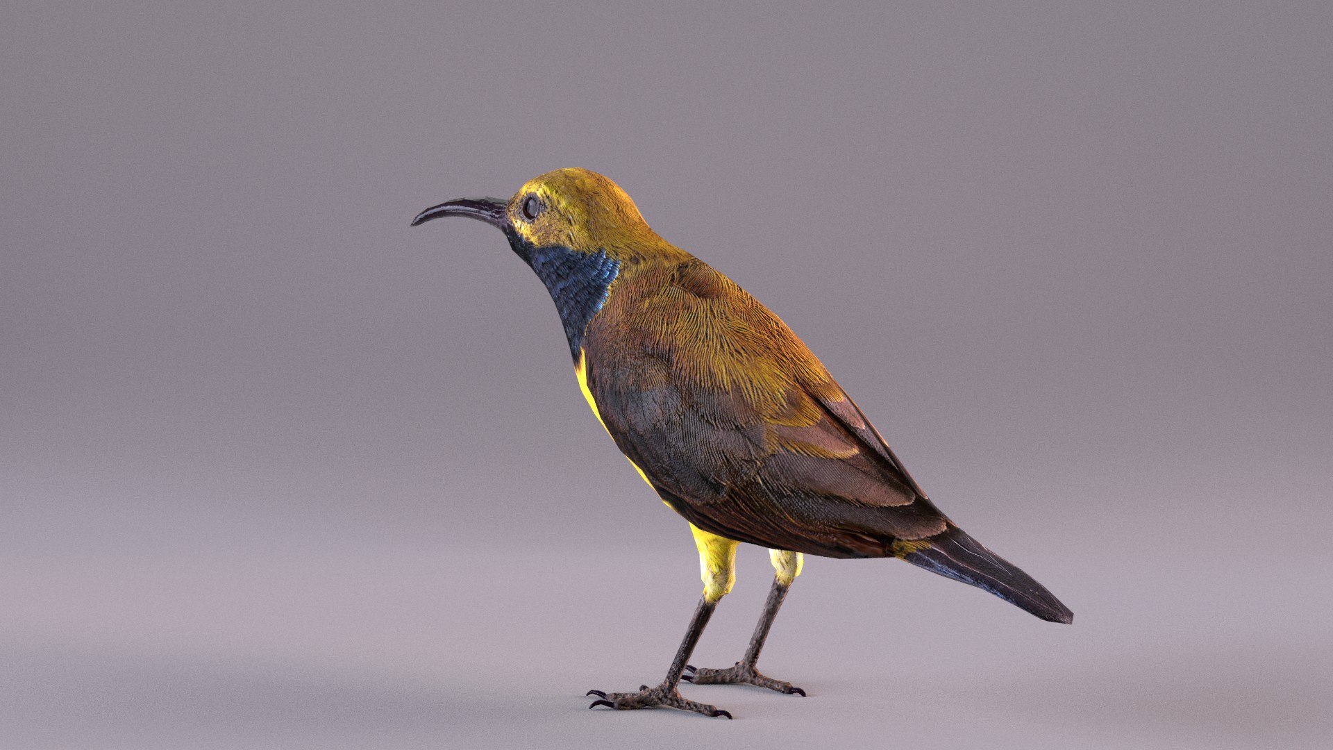 3D Sunbird Bird Olive Model - TurboSquid 1638283