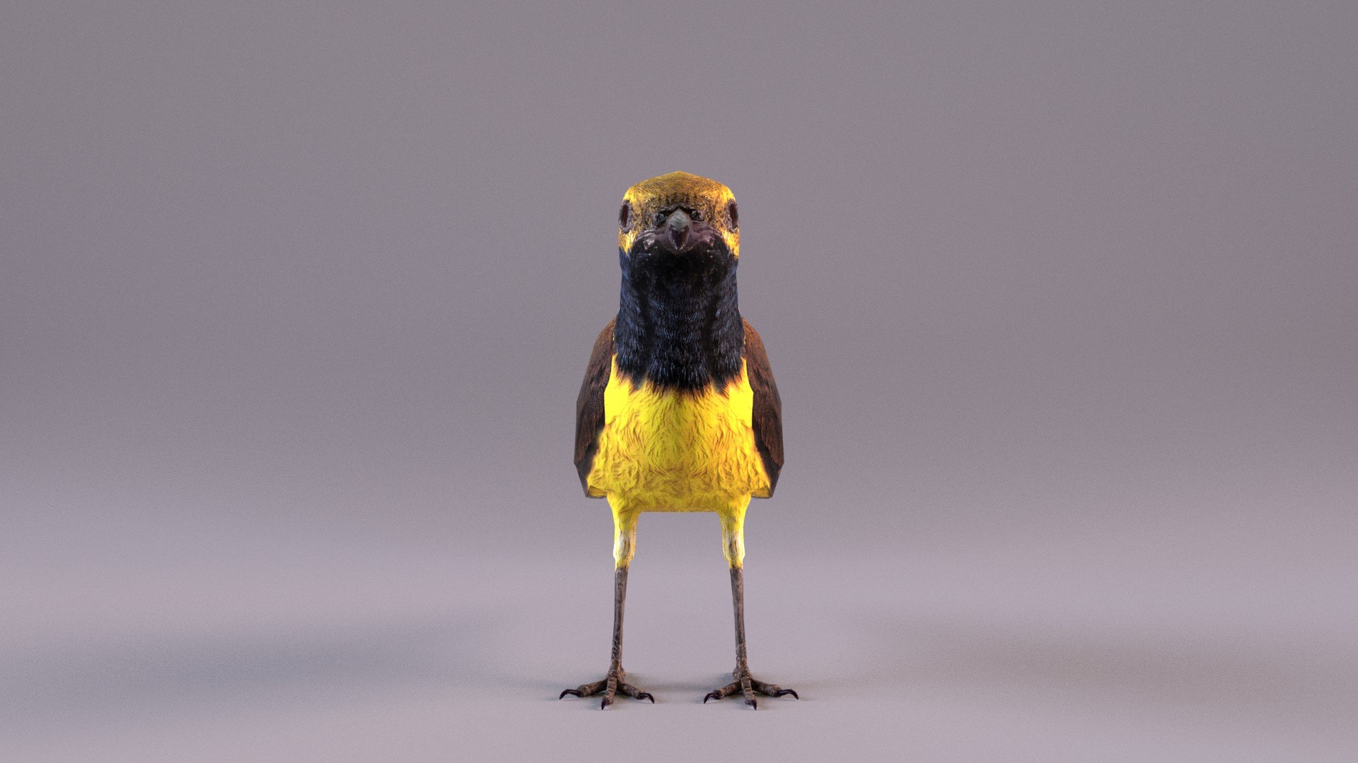 3D Sunbird Bird Olive Model - TurboSquid 1638283