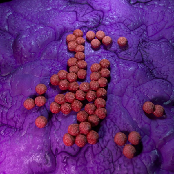 Free 3D Bacteria Models | TurboSquid