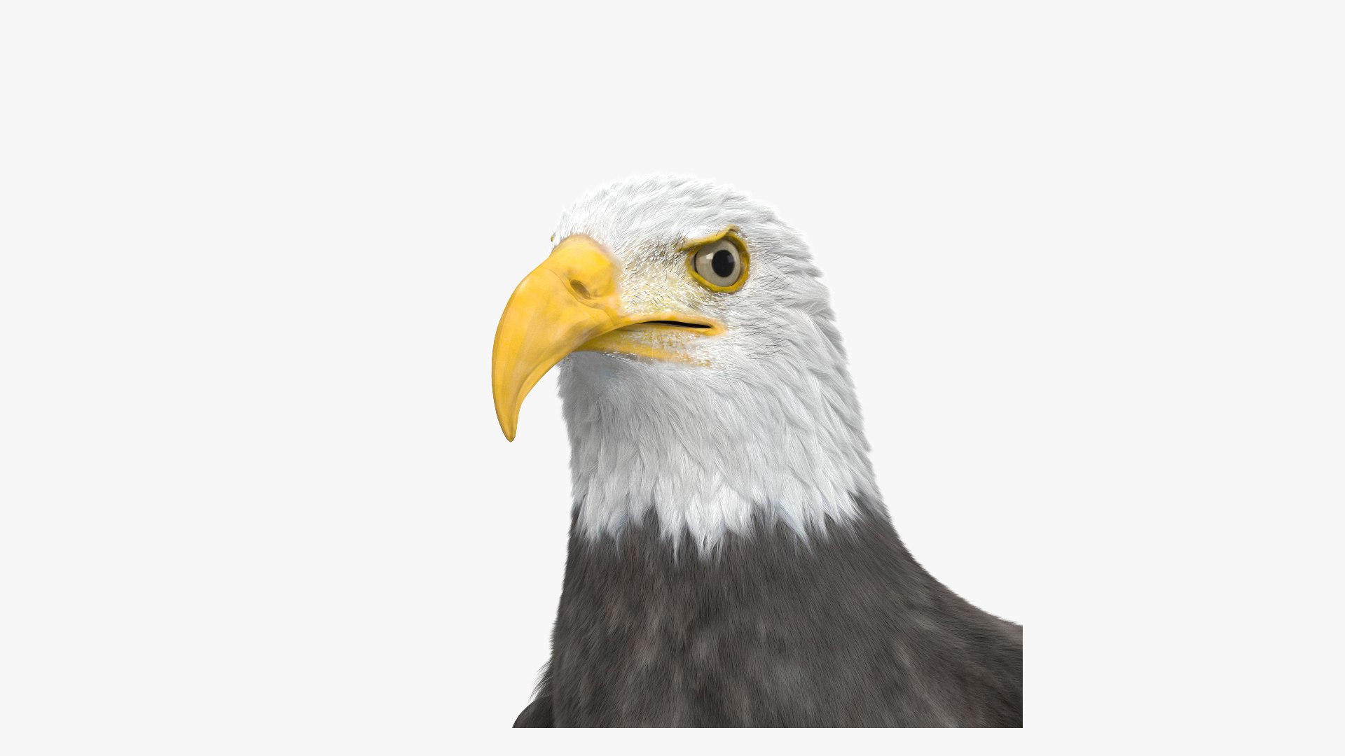 3D Bald Eagle HD - TurboSquid 2020991
