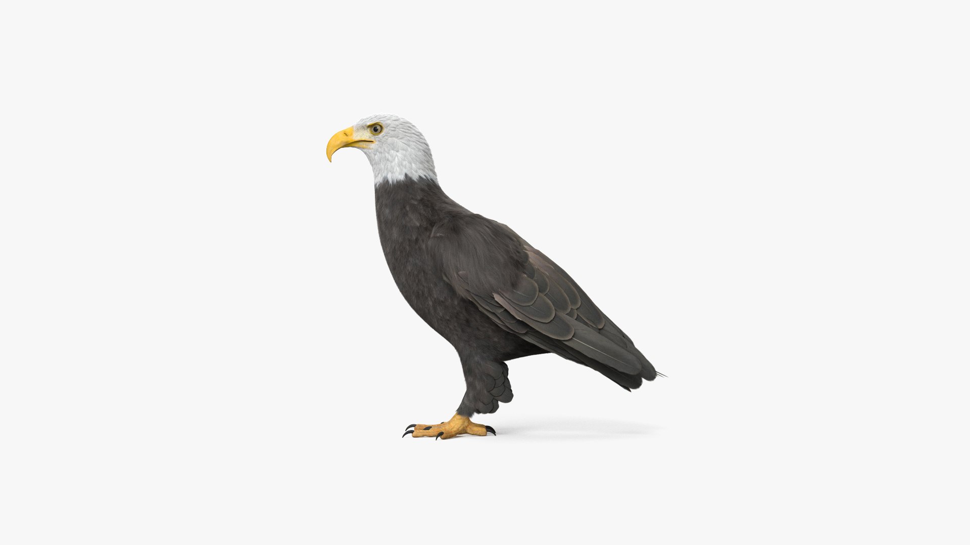 3D Bald Eagle HD - TurboSquid 2020991