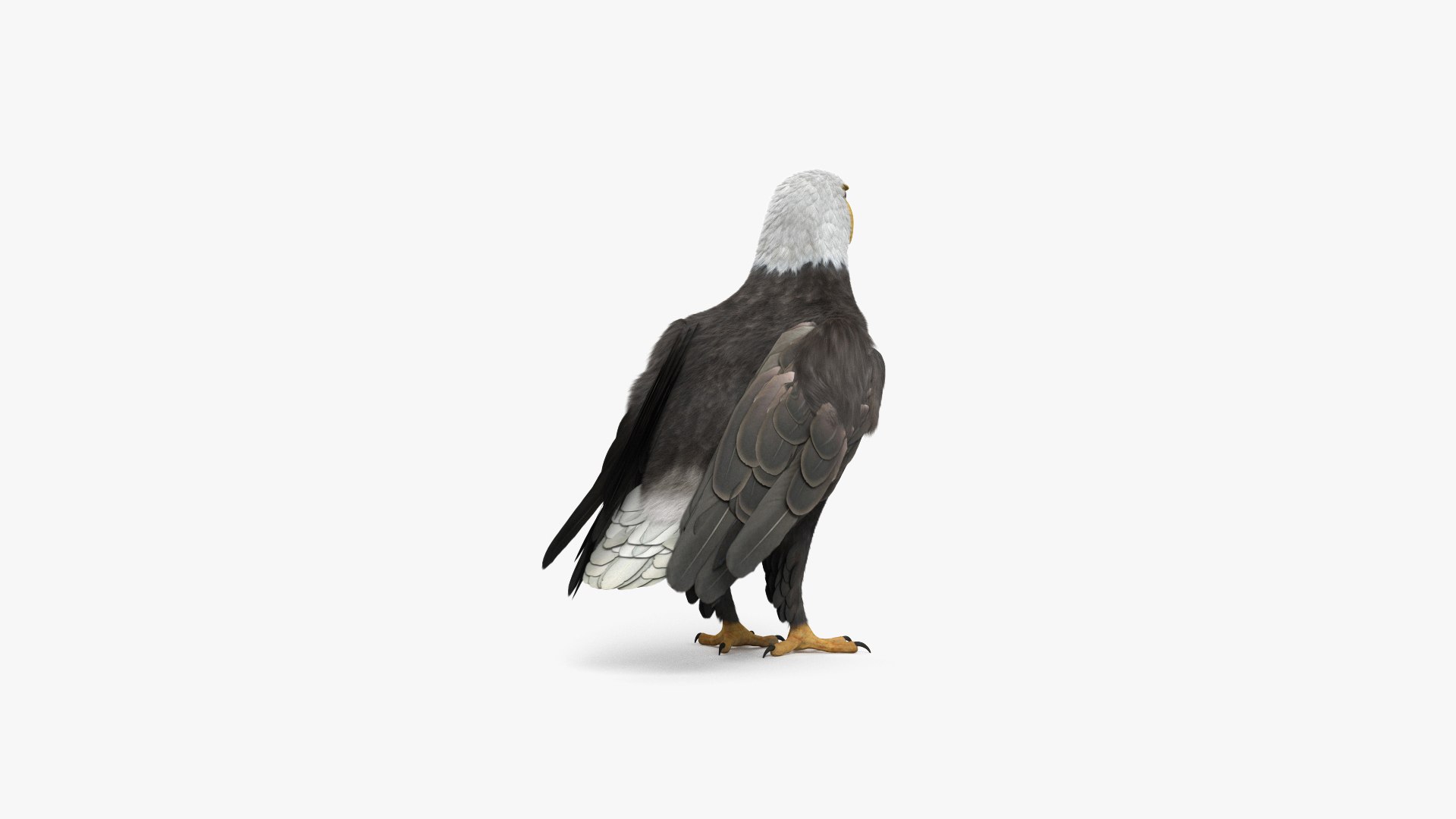 3D Bald Eagle HD - TurboSquid 2020991