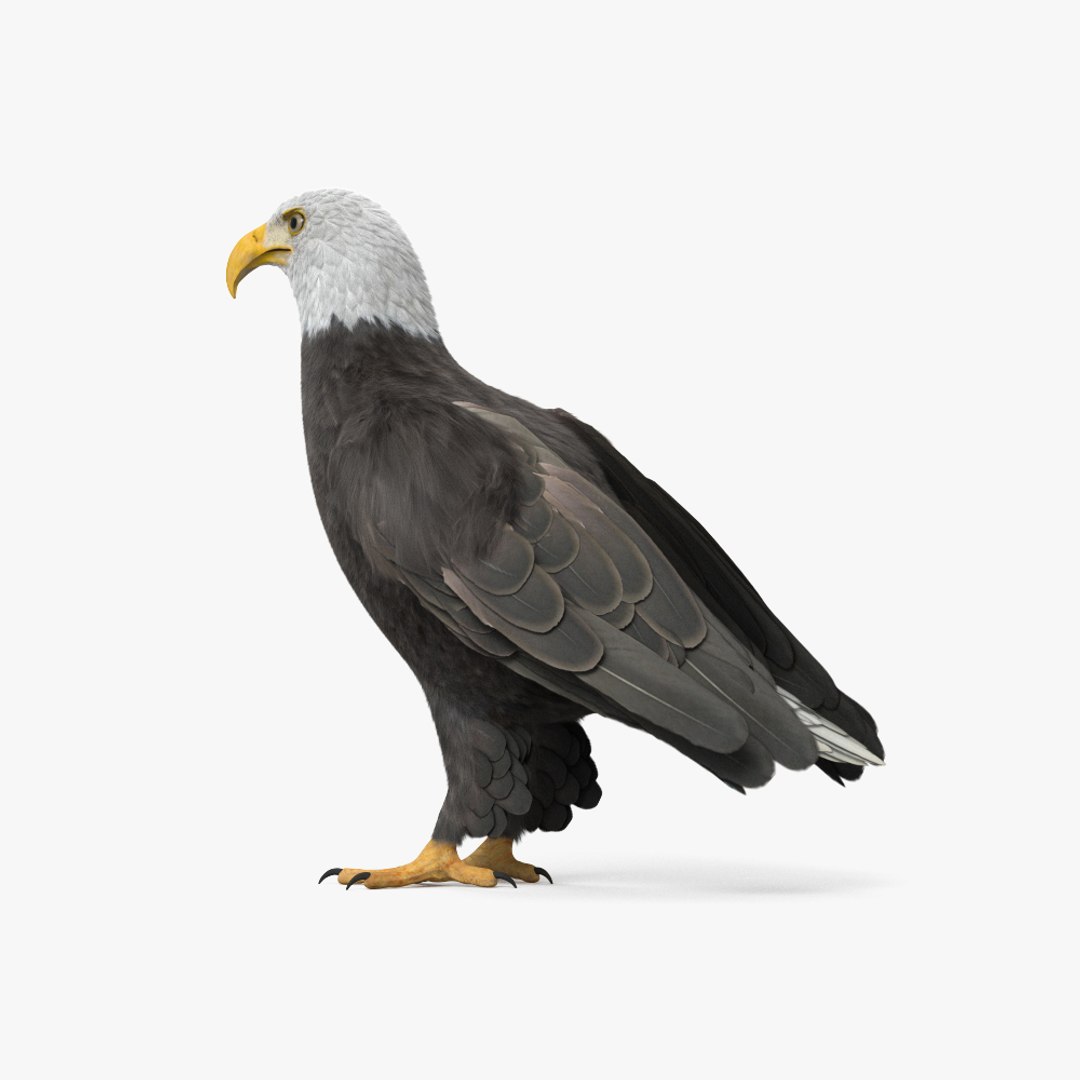 3D Bald Eagle HD - TurboSquid 2020991
