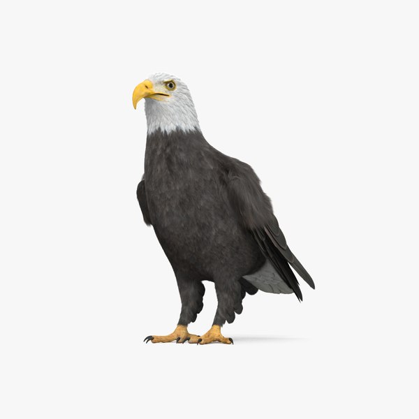 Bald Eagle HD3Dモデル - TurboSquid 2020991