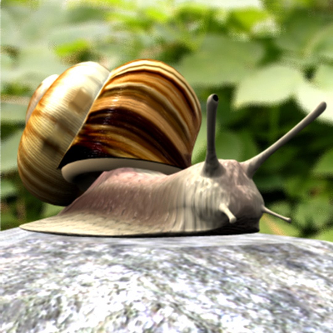 3d model snail