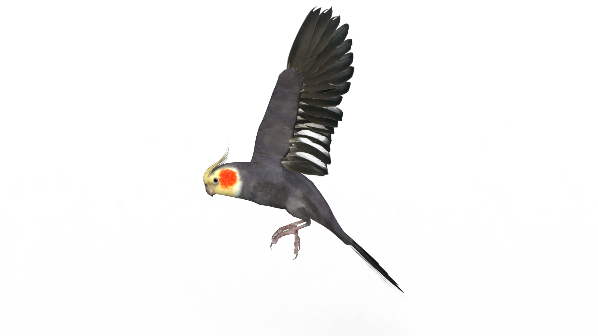 3D Model Parrot Bird - TurboSquid 1488781