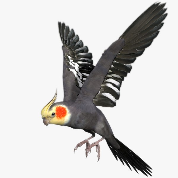 Cockatiel 3D Models for Download | TurboSquid