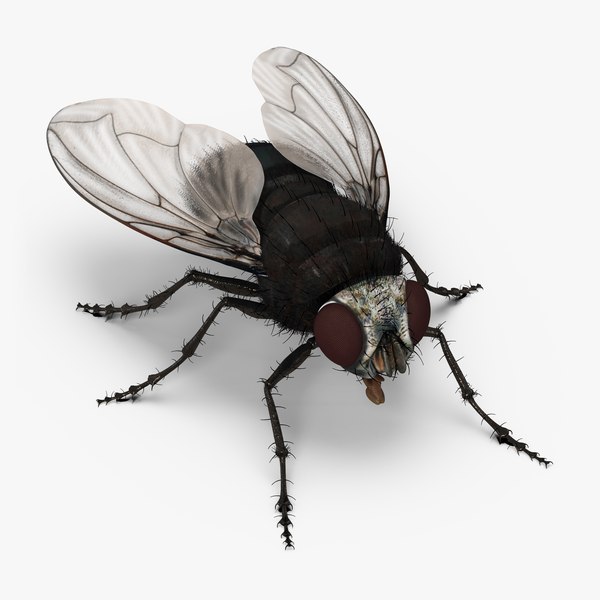 Fly 3D Models for Download | TurboSquid