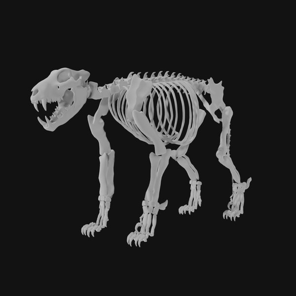 Anatomía Del Esqueleto Del León