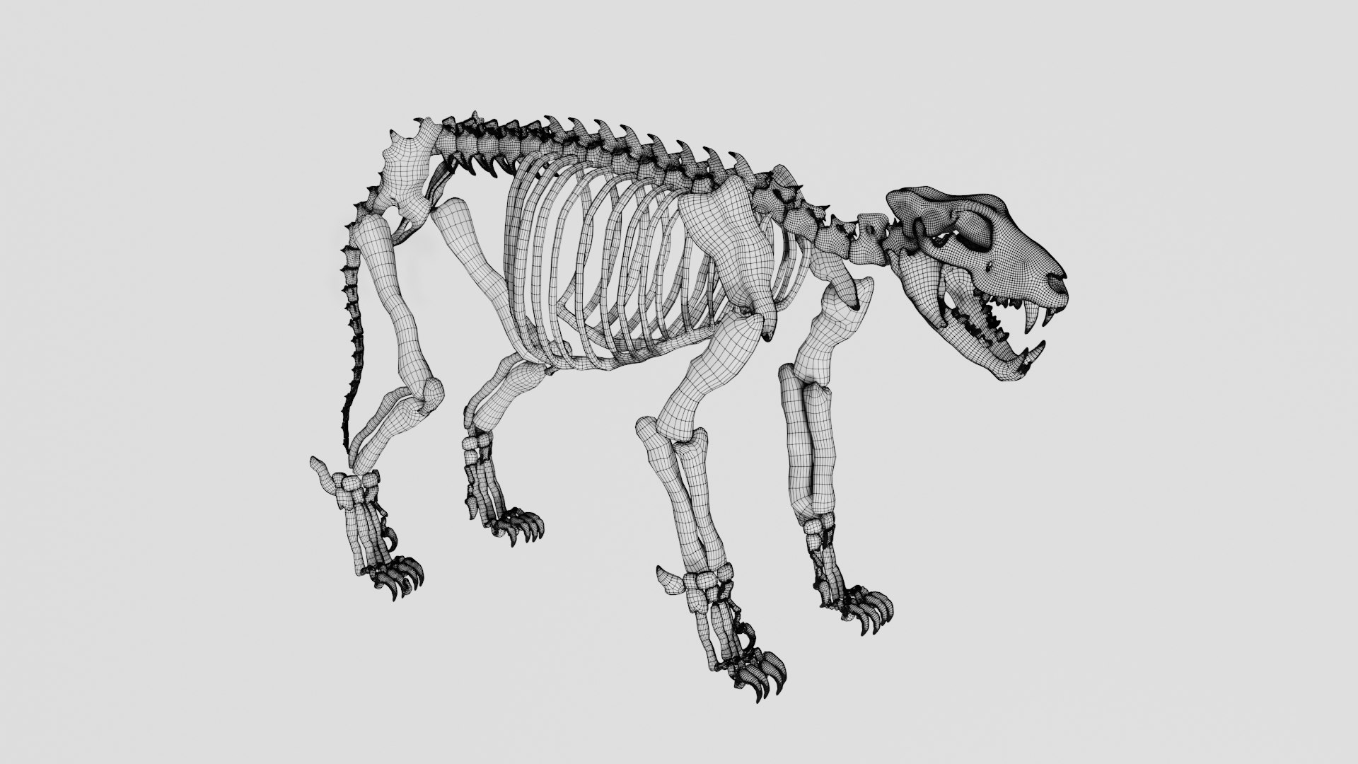 Lion Skeleton 3d Model Turbosquid 1972518