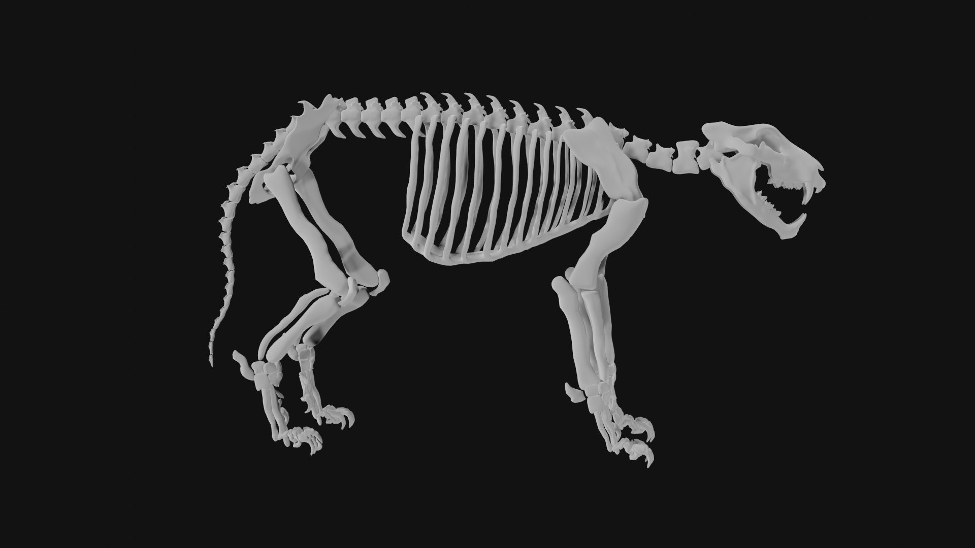 Lion Skeleton 3D Model - TurboSquid 1972518