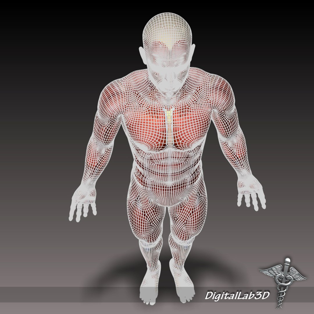 Rigged Human Male Muscular 3d Model