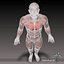 Rigged Human Male Muscular 3d Model