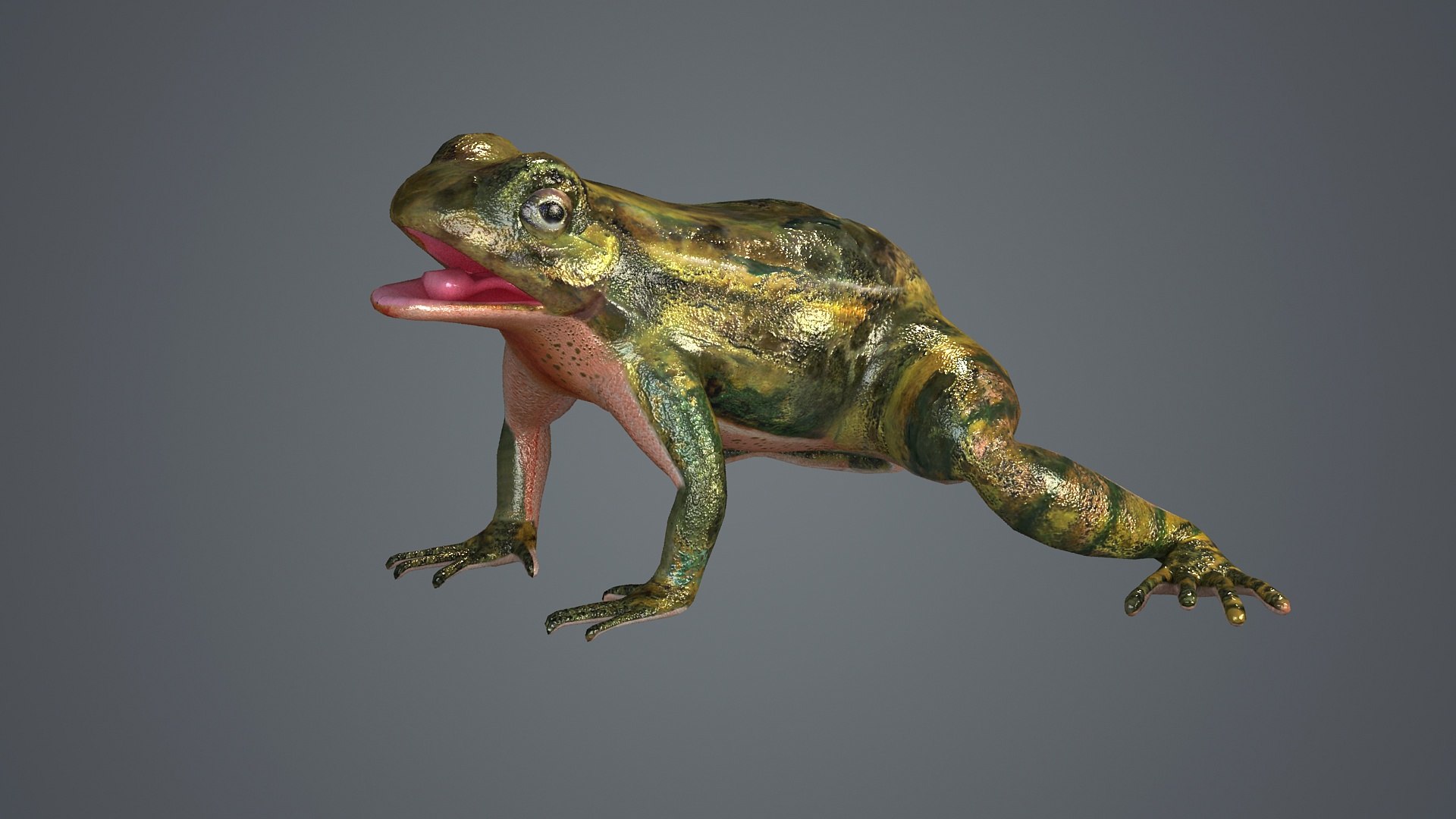 3D Model Frog Animal Wildlife Amphibian Green Reptile Biology - TurboSquid 2216367