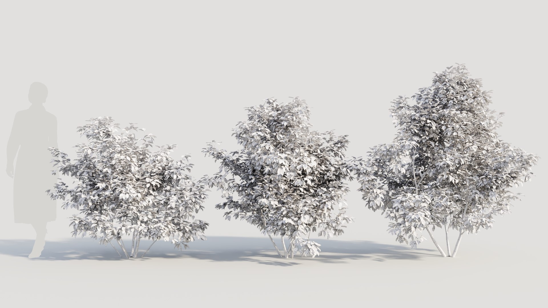Ilex Mucronata A 3D Model - TurboSquid 2193549