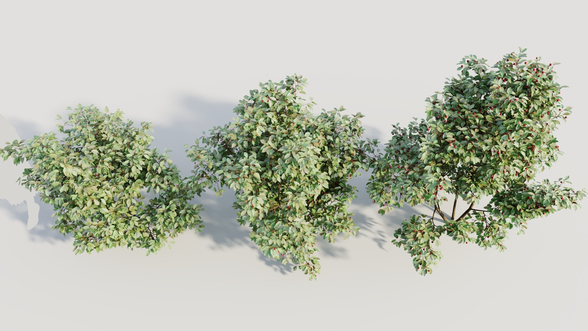 Ilex Mucronata A 3D Model - TurboSquid 2193549
