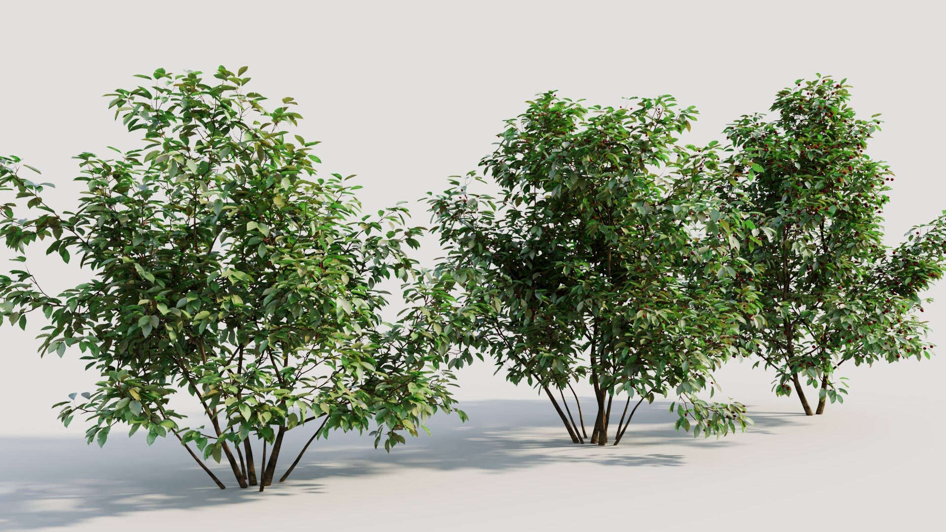 Ilex Mucronata A 3D Model - TurboSquid 2193549