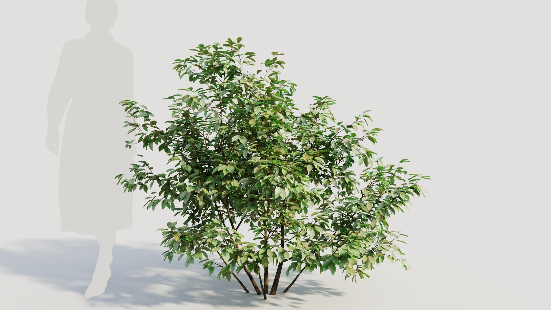 Ilex Mucronata A 3D Model - TurboSquid 2193549
