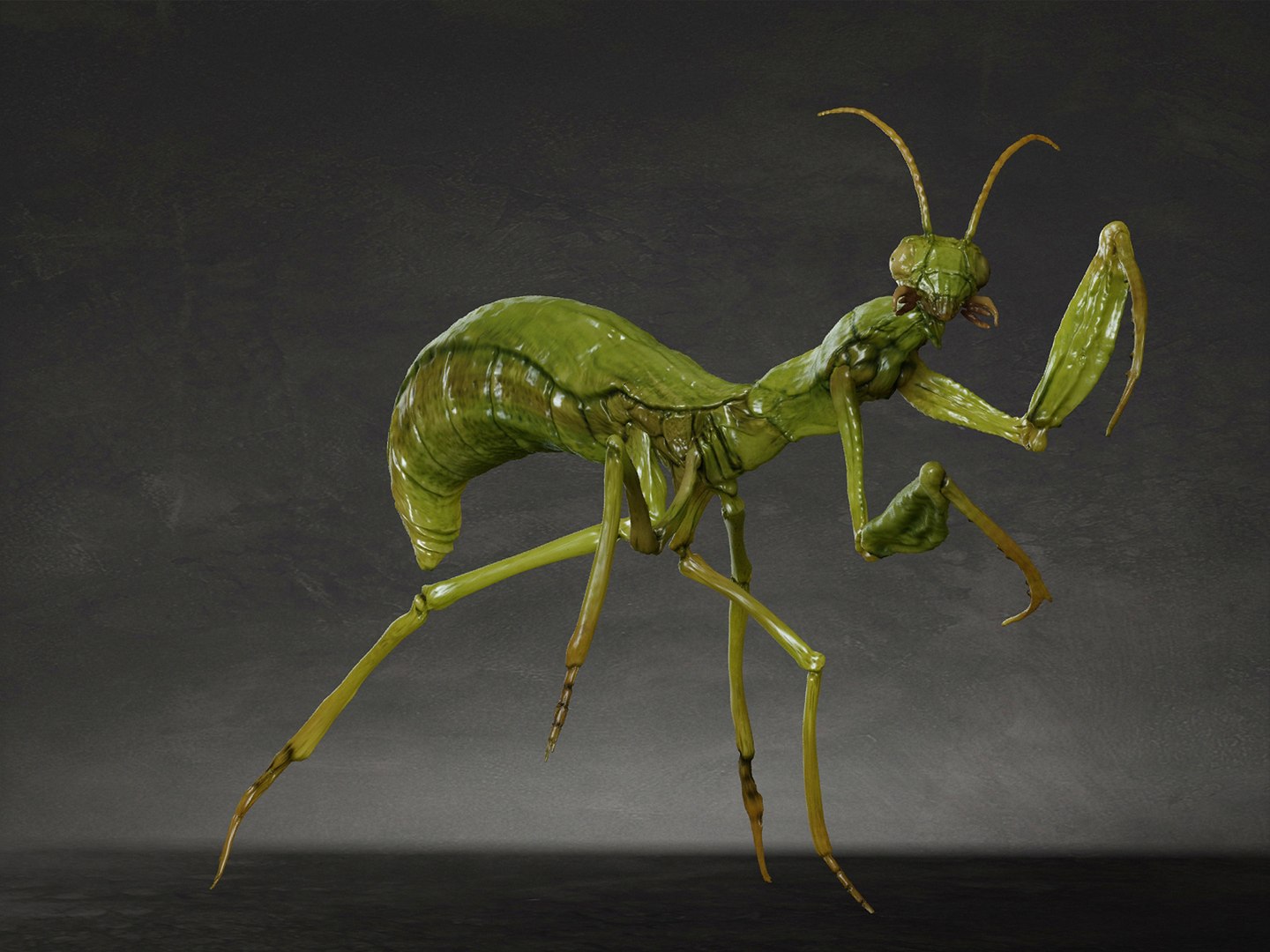 Mantis 3D - TurboSquid 1894958