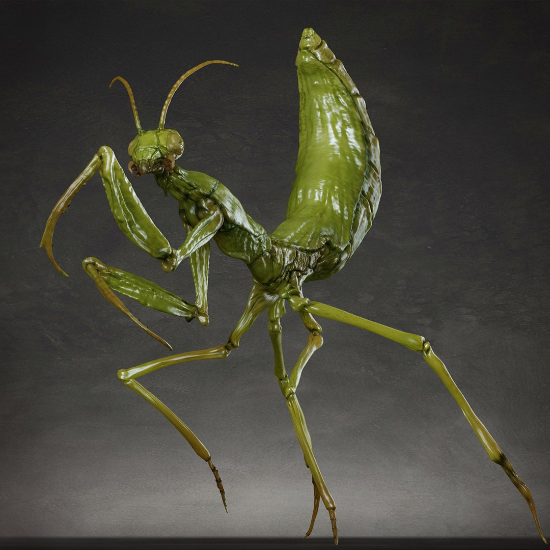 Mantis 3D - TurboSquid 1894958