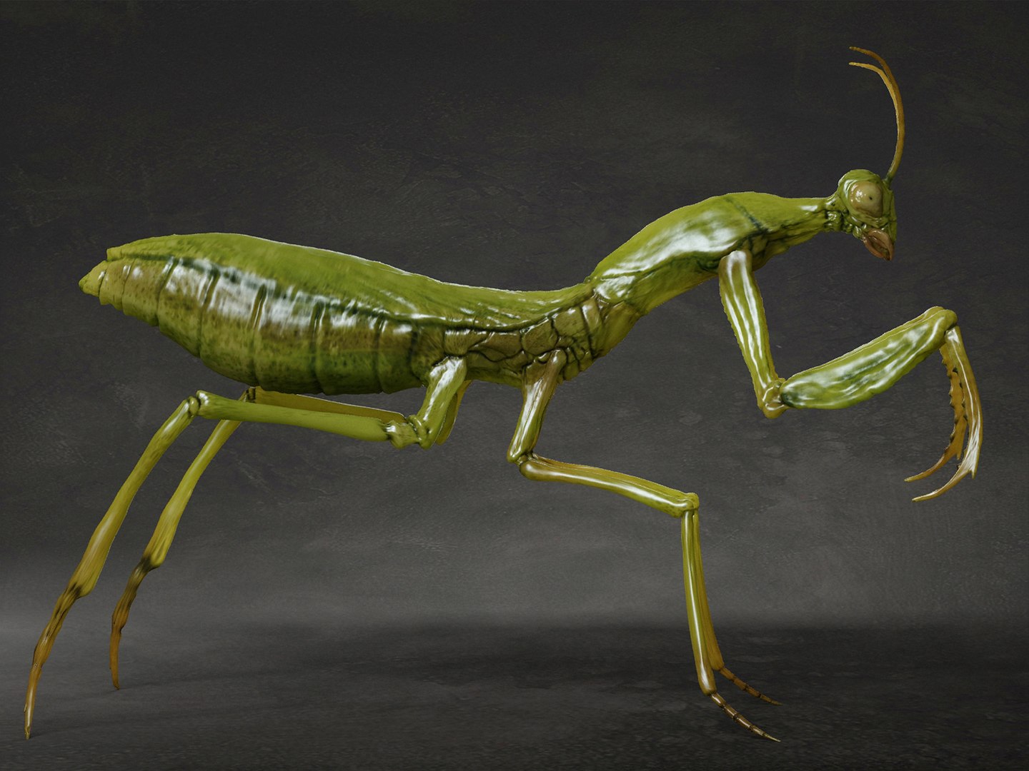 Mantis 3D - TurboSquid 1894958