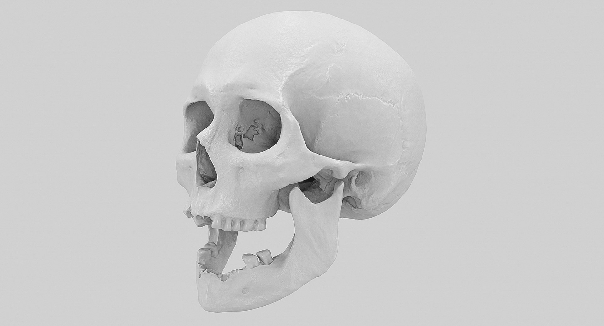3D Scan Real Human Skull - TurboSquid 1364489