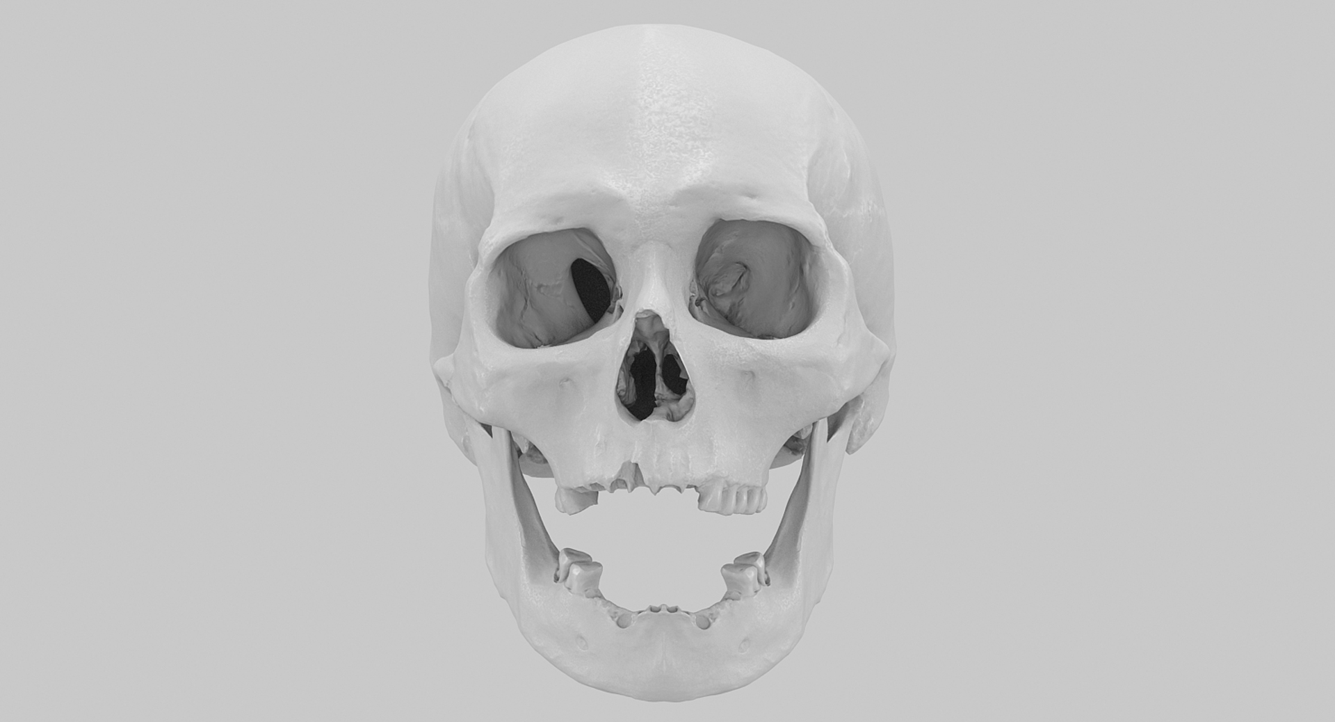 3D Scan Real Human Skull - TurboSquid 1364489