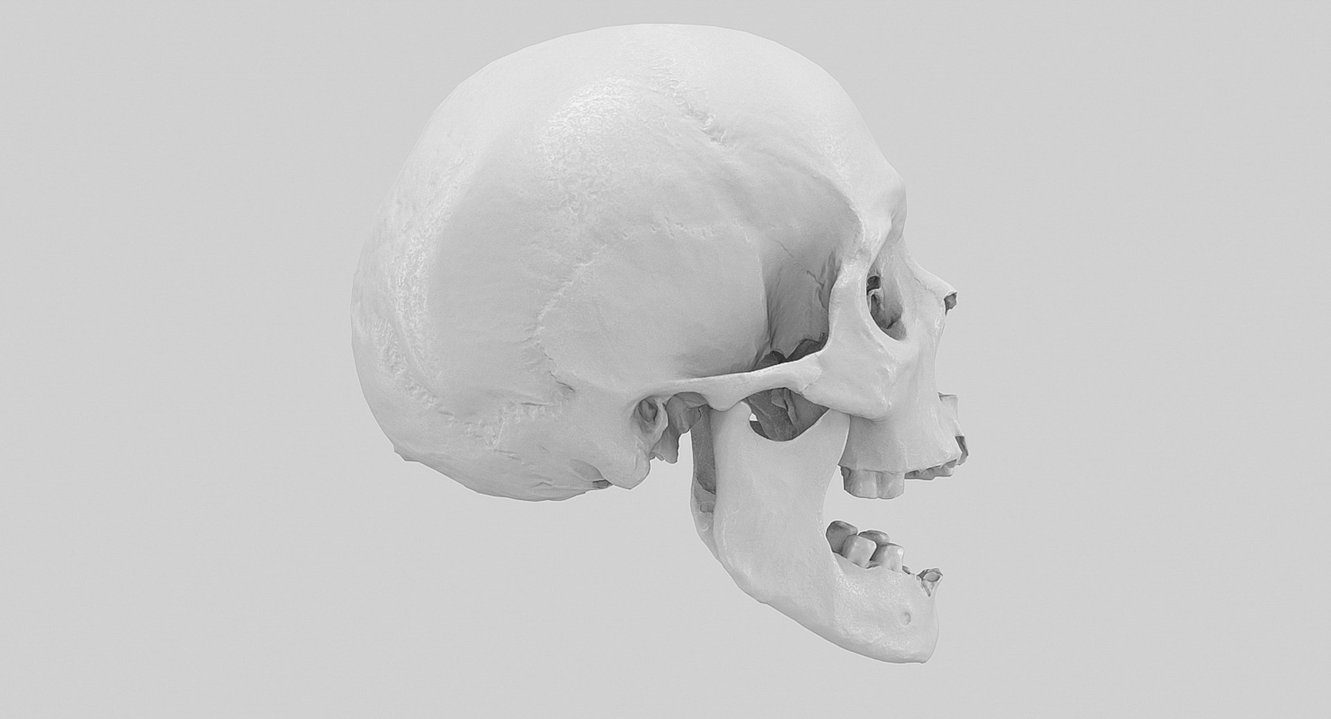 3D Scan Real Human Skull - TurboSquid 1364489