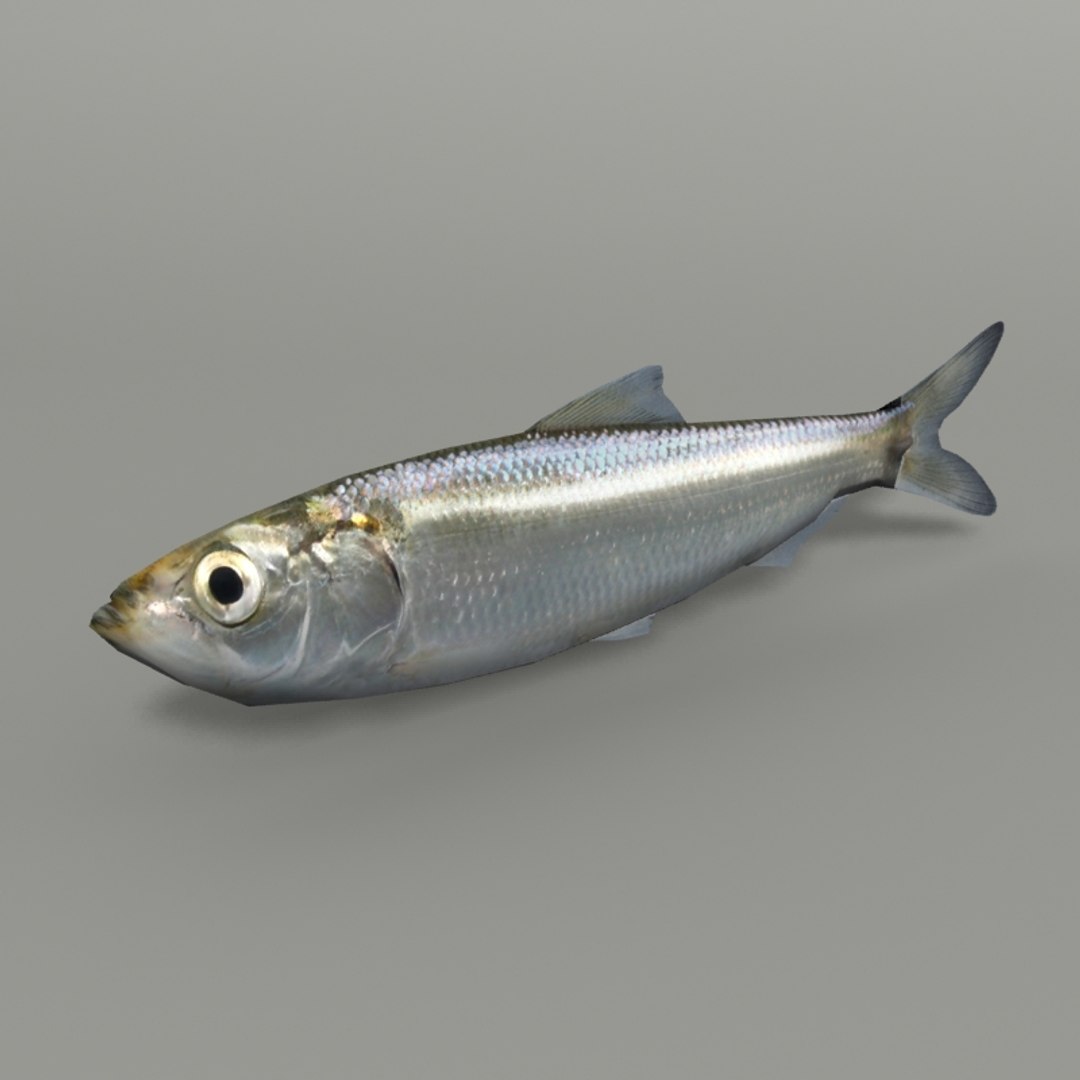 3d max herring blender