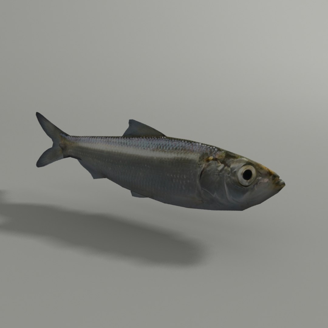 3d max herring blender
