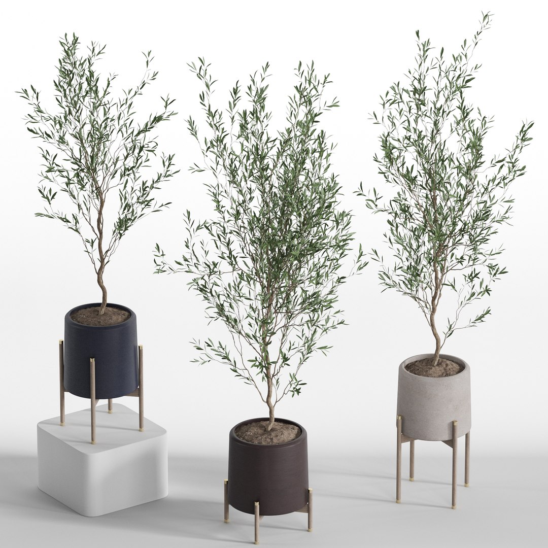 Plants Collection 749 Model - TurboSquid 1936835