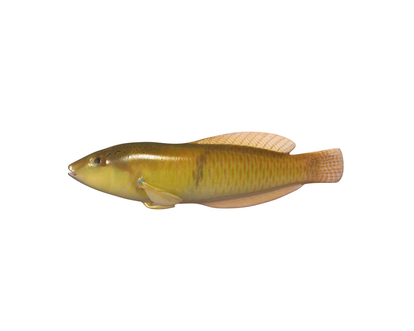 3D Fish - TurboSquid 1551915