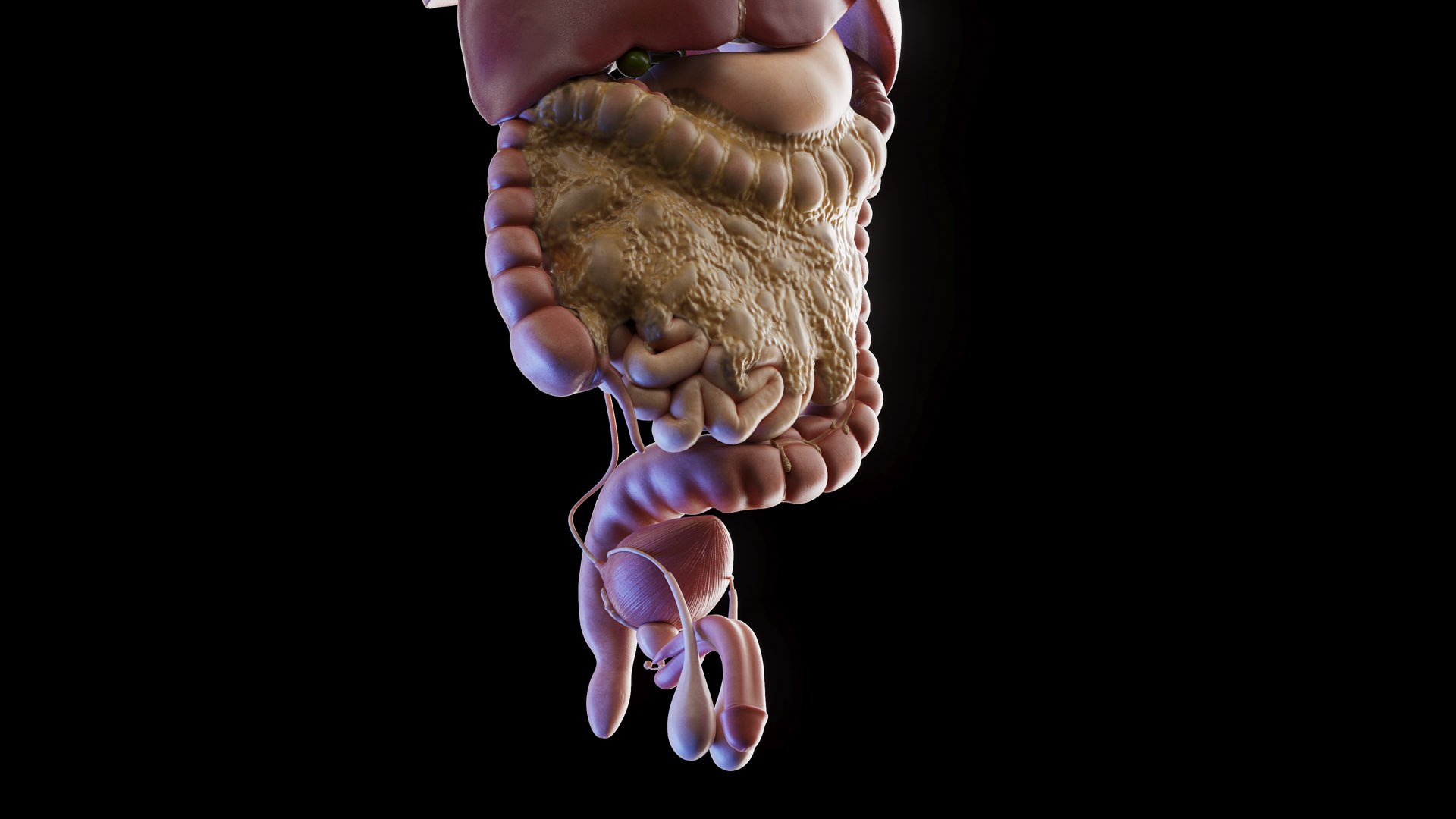 Human Male Organs Model - TurboSquid 2015917