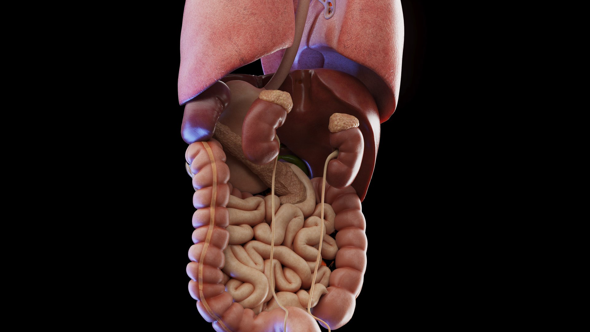 Human Male Organs Model - TurboSquid 2015917