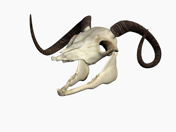 Ram skull model - TurboSquid 1588892