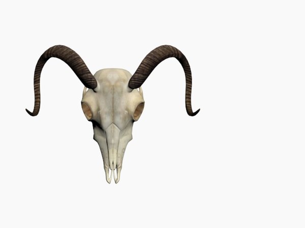 Ram skull model - TurboSquid 1588892