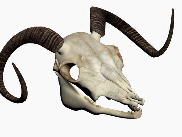 Ram skull model - TurboSquid 1588892