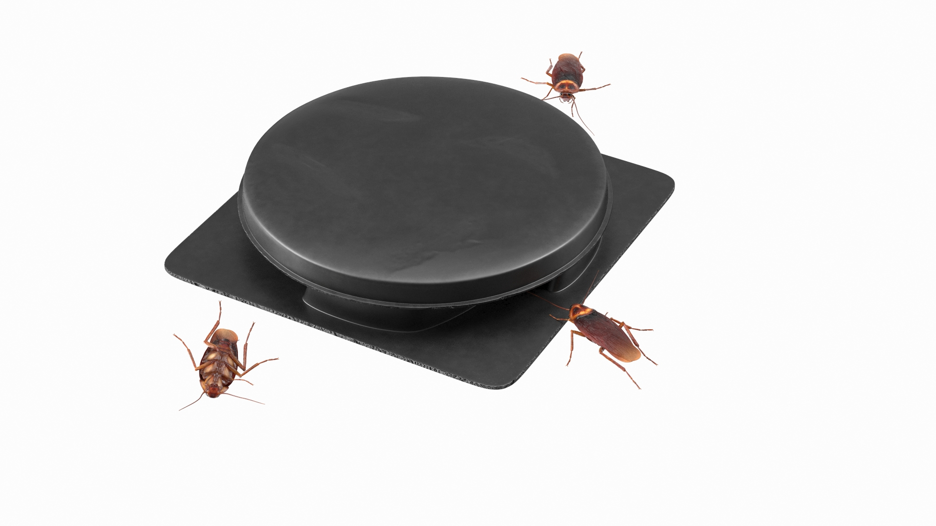 Bait Station With Cockroaches 3D - TurboSquid 1874700