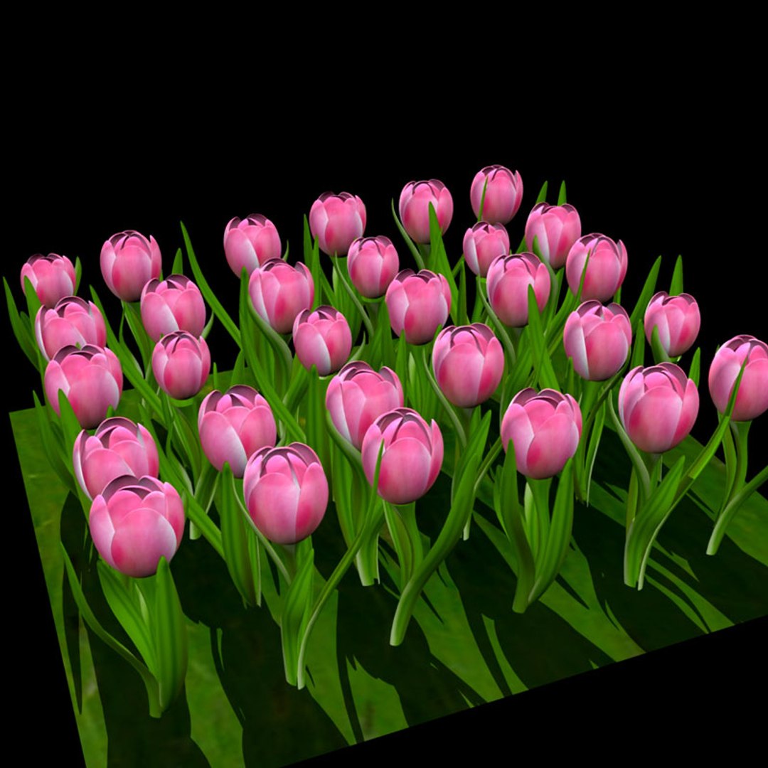 3d tulip flower