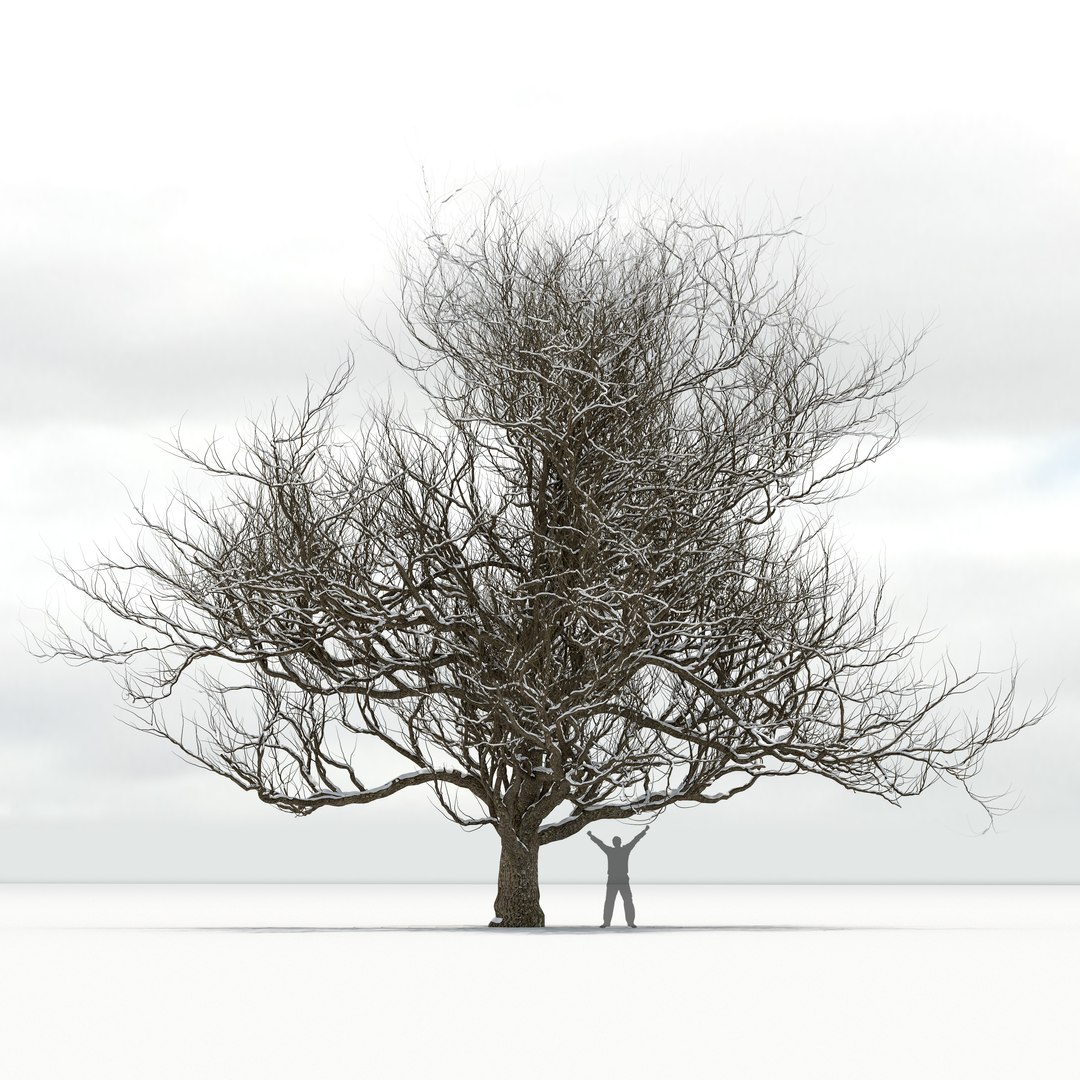 3d oak snow tree