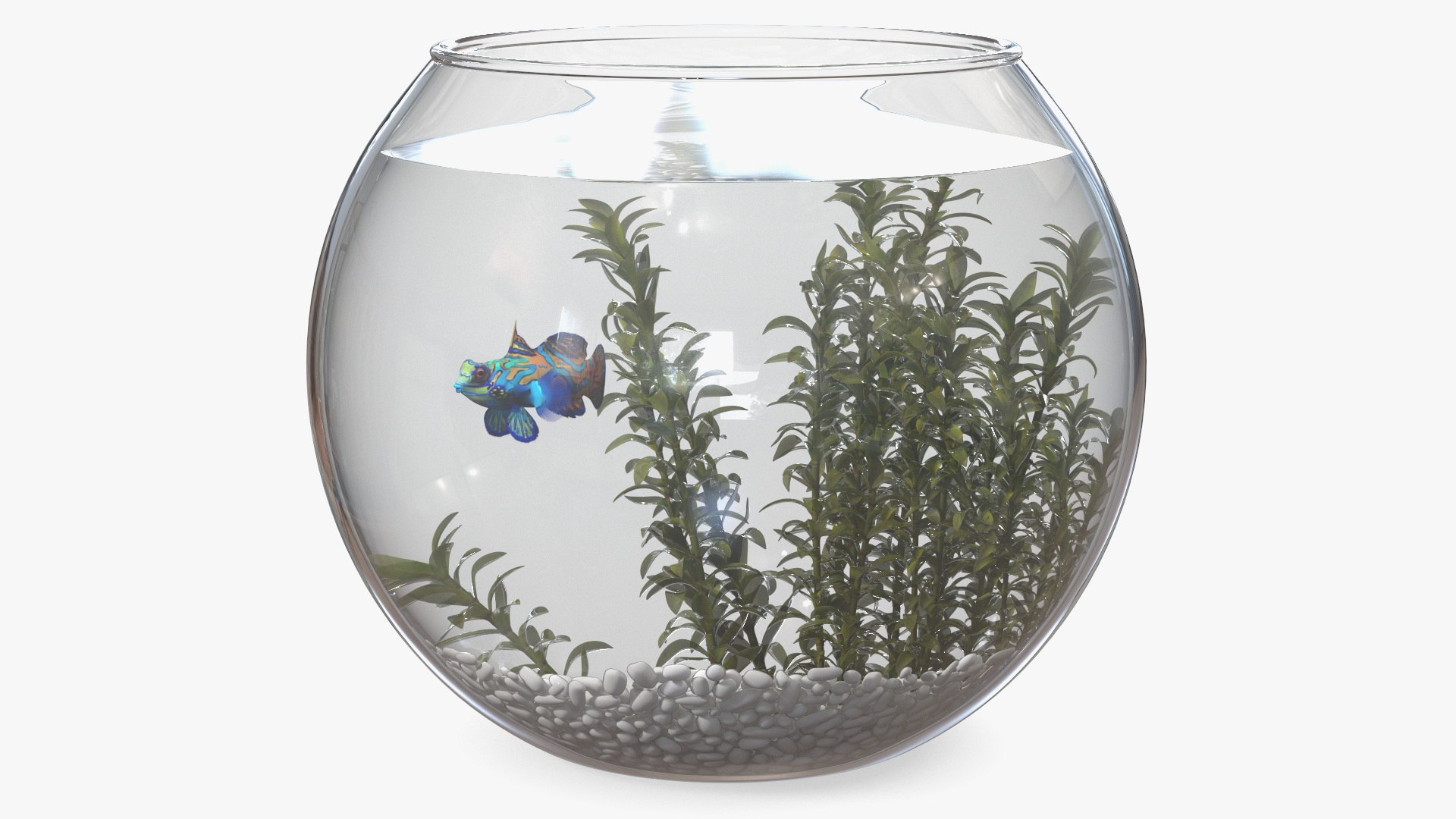 Round Aquariums with Fishes Collection 3D model - TurboSquid 2151383