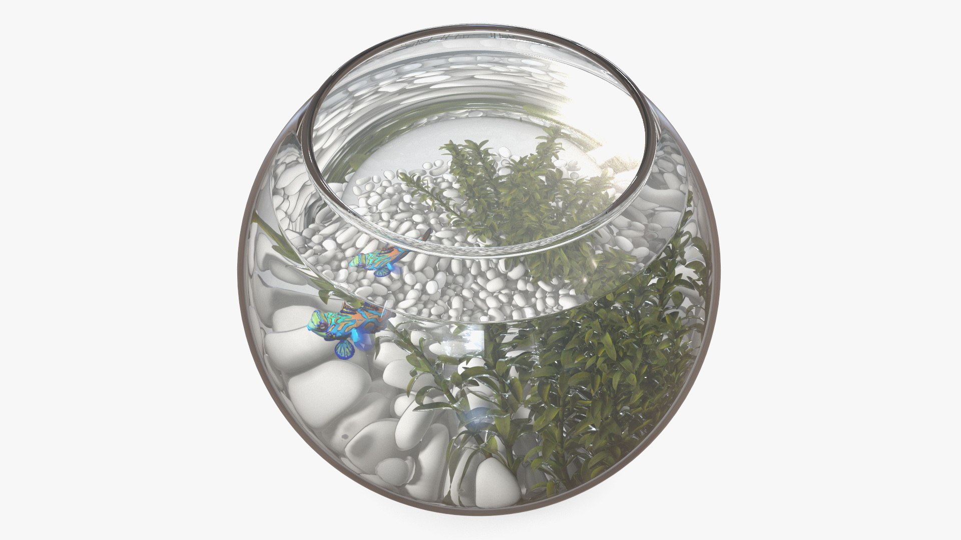 Round Aquariums with Fishes Collection 3D model - TurboSquid 2151383