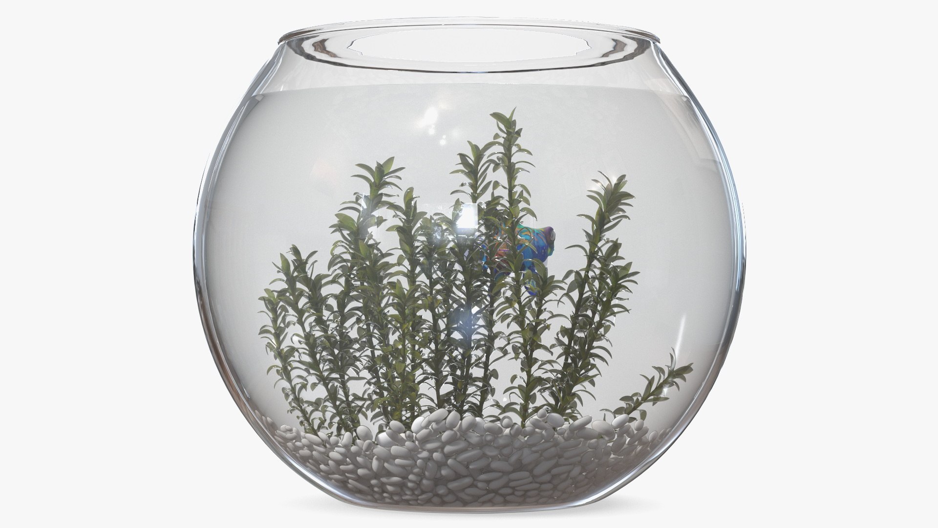Round Aquariums with Fishes Collection 3D model - TurboSquid 2151383