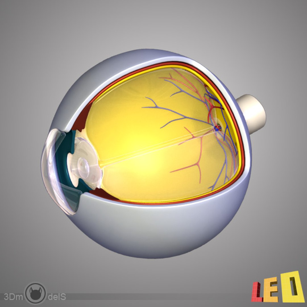 3d anatomy eye model