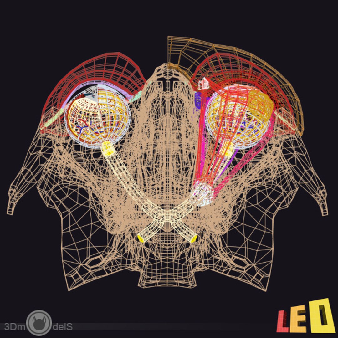 3d anatomy eye model