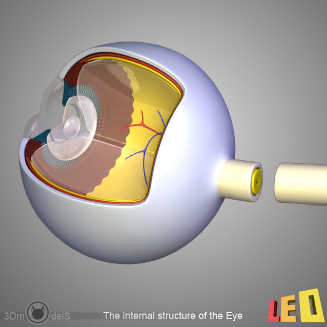 3d anatomy eye model