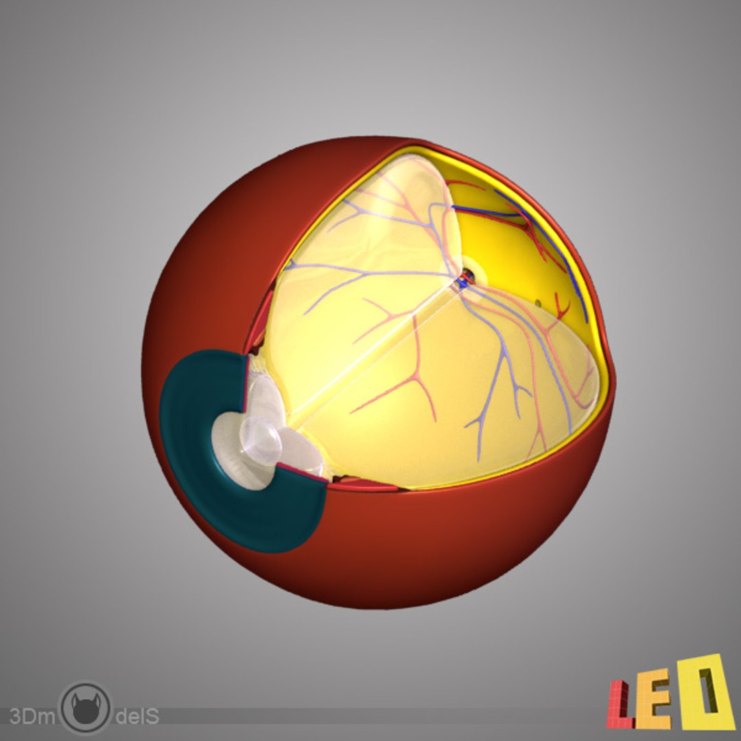 3d anatomy eye model
