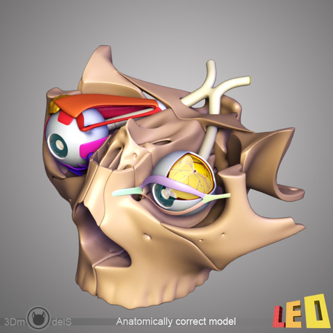 3d anatomy eye model